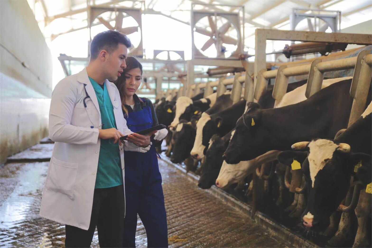 Know More About Us - Dairy Supply Chain - Dairytech.ai